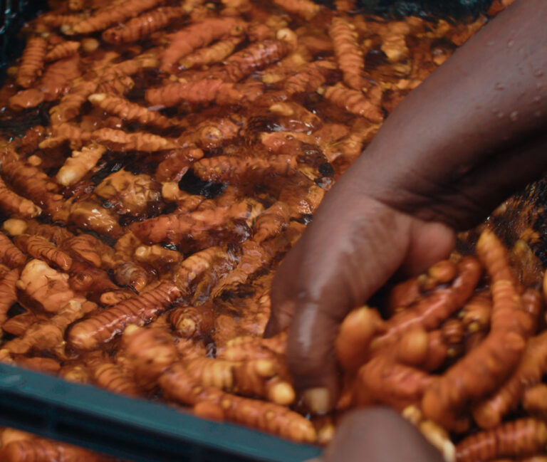 Cúrcuma en polvo - Colombia se pego a mi piel
